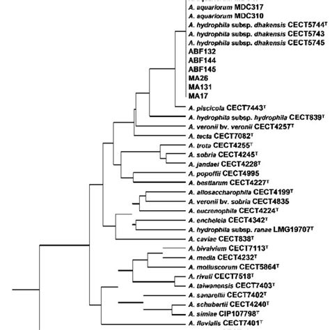 Phenogram Obtained From Numerical Analysis Of 48 Phenotypic Test Download Scientific Diagram