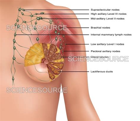 Supraclavicular Lymph Nodes Diagram