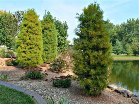 How Long Do Elm Trees Live How Fast Do Elm Trees Grow LeafyJournal