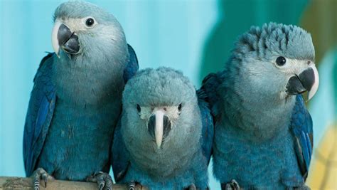 Spixs Macaw Returns To Brazil But Is Overshadowed By Controversy