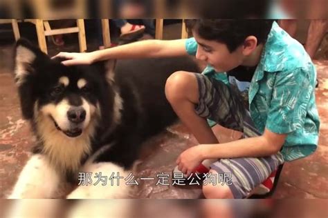 单身女生为何喜欢养大型公狗？很多人表示诧异，其实原因很简单公狗原因