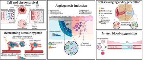 Frontiers Microalgae Bioactive Carbohydrates As A Novel Sustainable And Eco Friendly Source Of