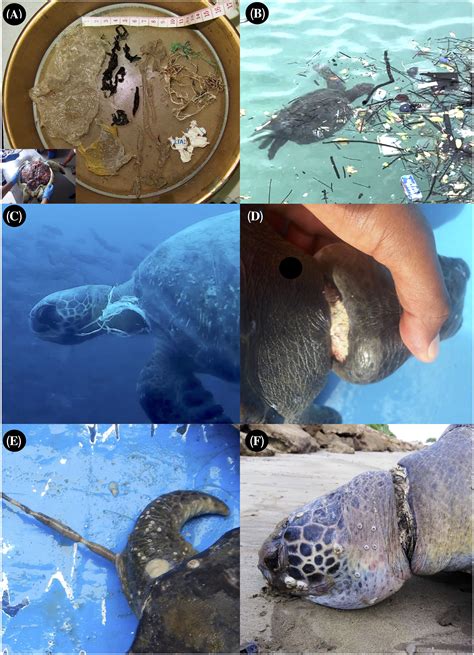 Frontiers Plastic Pollution And Health Metrics In Wild Juvenile Green