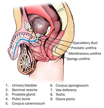 Male Urethra Anatomy Overview Gross Anatomy Microscopic Anatomy