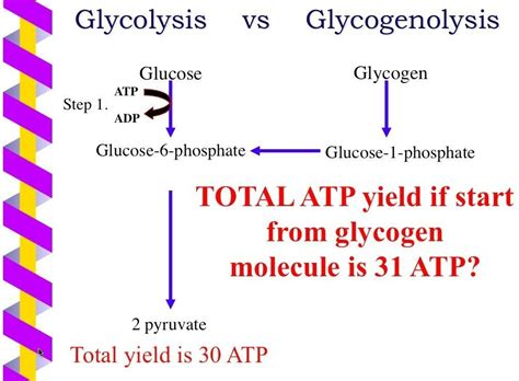 Note If Glycogen Enters In Glycolysis Net Gain Of Atp 3 Biochemistry Gain Net Chart