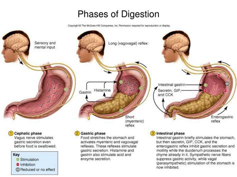 Cephalic Stage Of Digestion The 6 Stages Of Digestion And How