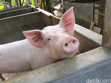 Penyakit Ciri Ciri Dan Gejala Virus Flu Babi G4