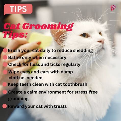 How To Make Kitty All Pretty Cat Grooming 101 Artofit