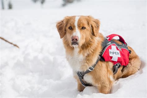 Собака Спасатель Фото —