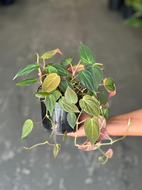 Small Philodendron Micans Botanical Heaven