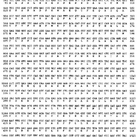The Nucleotide Sequence Of Cdc25b2 Cdna Below The Nucleotide Sequence