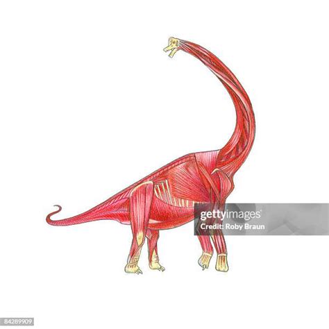 Sauropod Neck Photos And Premium High Res Pictures Getty Images
