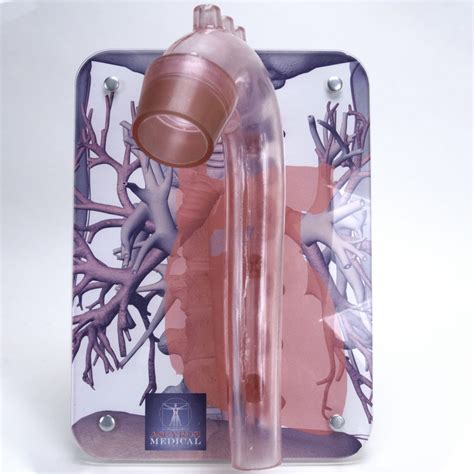 Aortic Dissection Model 3 Pulsemdm