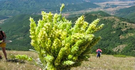 Животни Растенија