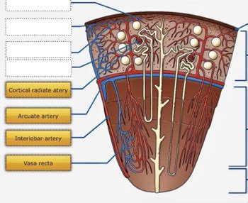 Answered Cortical Radiate Atery Arcuate Artery Interlobar Artery Vasa