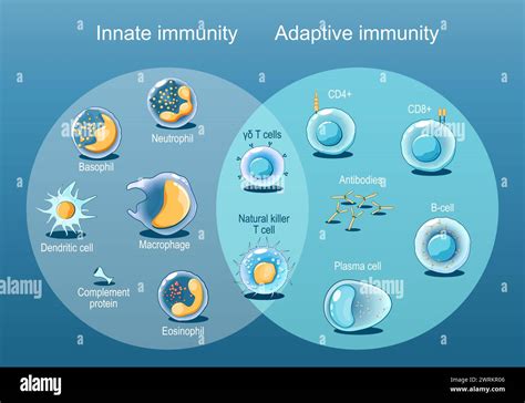 Adaptive And Innate Immunity Cells Of The Immune System Immune Response Immunology