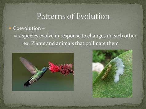 Evidence For Evolution Ppt Download