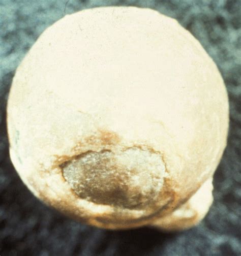 Pearl Inoceramus Member Collections The Fossil Forum