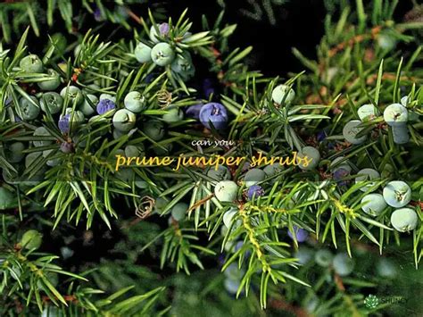How To Prune Juniper Shrubs For Optimal Growth And Health Shuncy