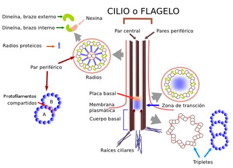 La Célula Ampliaciones Cilios Y Flagelos Atlas De Histología Vegetal