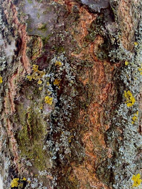 Premium Photo A Tree Trunk With Lichen On It And A Tree Trunk