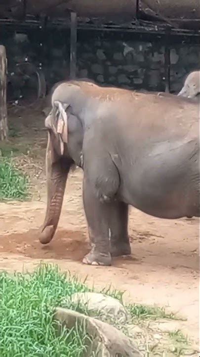 සත්තු වත්ත Youtube