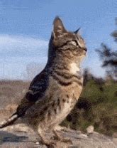 Bird Wiggle  Bird Wiggle Colorful Discover And Share S