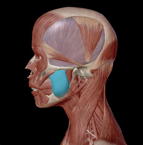 Muscles And Internal Anatomy Rabbit Flashcards Quizlet