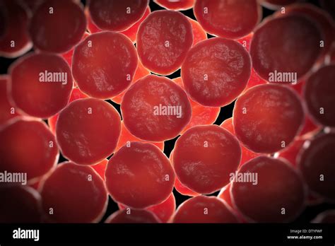 Cellule Eritroidi Immagini E Fotografie Stock Ad Alta Risoluzione Alamy