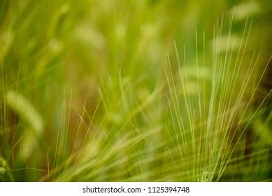 Corn Axis Royalty Free Photos And Stock Images Shutterstock