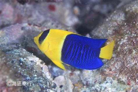 ソメワケヤッコ 2023 09 25 WEB魚図鑑