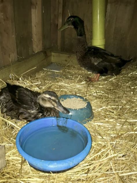 Duck Botulism Treatment Recovering From Limberneck Timber Creek Farm