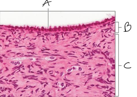 Lab Reproductive System Flashcards Quizlet