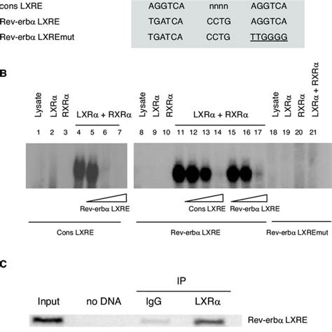 Lxr Binds As A Heterodimer With Rxr To A Lxre Site In The Human Rev Erb