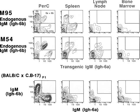 Figure 1 From Rearrangement And Expression Of Endogenous Immunoglobulin