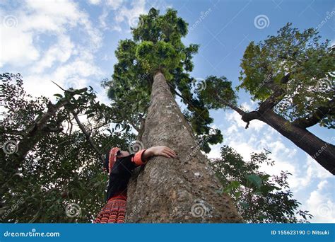 Love Tree Environmental Protect Concept Stock Photo Image Of Change Grow 155623190
