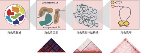 染色质构象与基因功能 中科院遗传与发育生物学研究所 Free考研考试