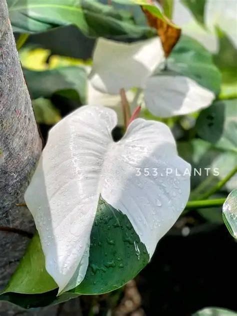 විසිතුරු මල් වෙලදසල