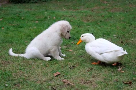 Heartwarming Tale Disabled Duck Finds Friendship In Puppies 2024