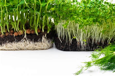 Microgreen 겨자 콩나물과 딜 원시 콩나물 Microgreens 건강 한 먹는 개념 건강 한 식습관 및 광고를 요리 하는 유기농 레스토랑 이랑 딜 허브에 대한 스톡