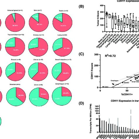 Tissue Microarray Tma Analysis Reveals Cdh11 Expression In Various Download Scientific