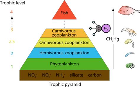 底部重的营养金字塔会损害海洋浮游生物生态系统中的甲基汞生物放大作用 Environmental Science Technology