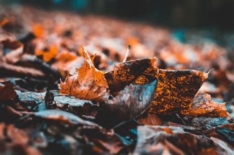 10월 가을 가을 색 가을 시즌 간 갈색 잎 경치 계절 계절의 변화 계절의 아름다움 공원 나뭇잎 단풍 독일 독일 가을 마른 나뭇잎 마른 잎