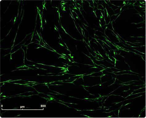 Overcoming Challenges Of Assays Of Complex Cellular Models With Real