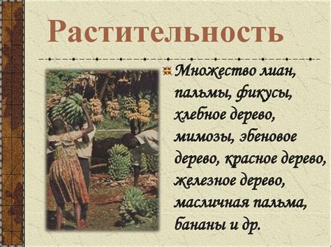 Экваториальные леса презентация онлайн