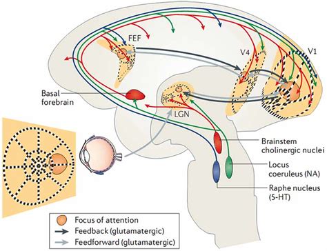 Control Of EEG De Synchronization Via Shifts In Intrinsic Brain State Download Scientific