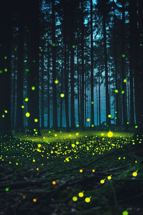 The Spiritual Meaning Of Fireflies Sarai Chinwag