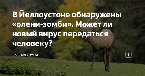 В Йеллоустоне обнаружены «олени зомби Может ли новый вирус передаться человеку Капитал
