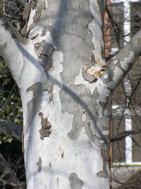 American Sycamore Tree Bark