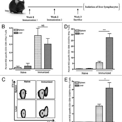 Flow Cytometric Analysis Of Hcv Ns3 Specific Cd8 T Cells For Cd107a Download Scientific